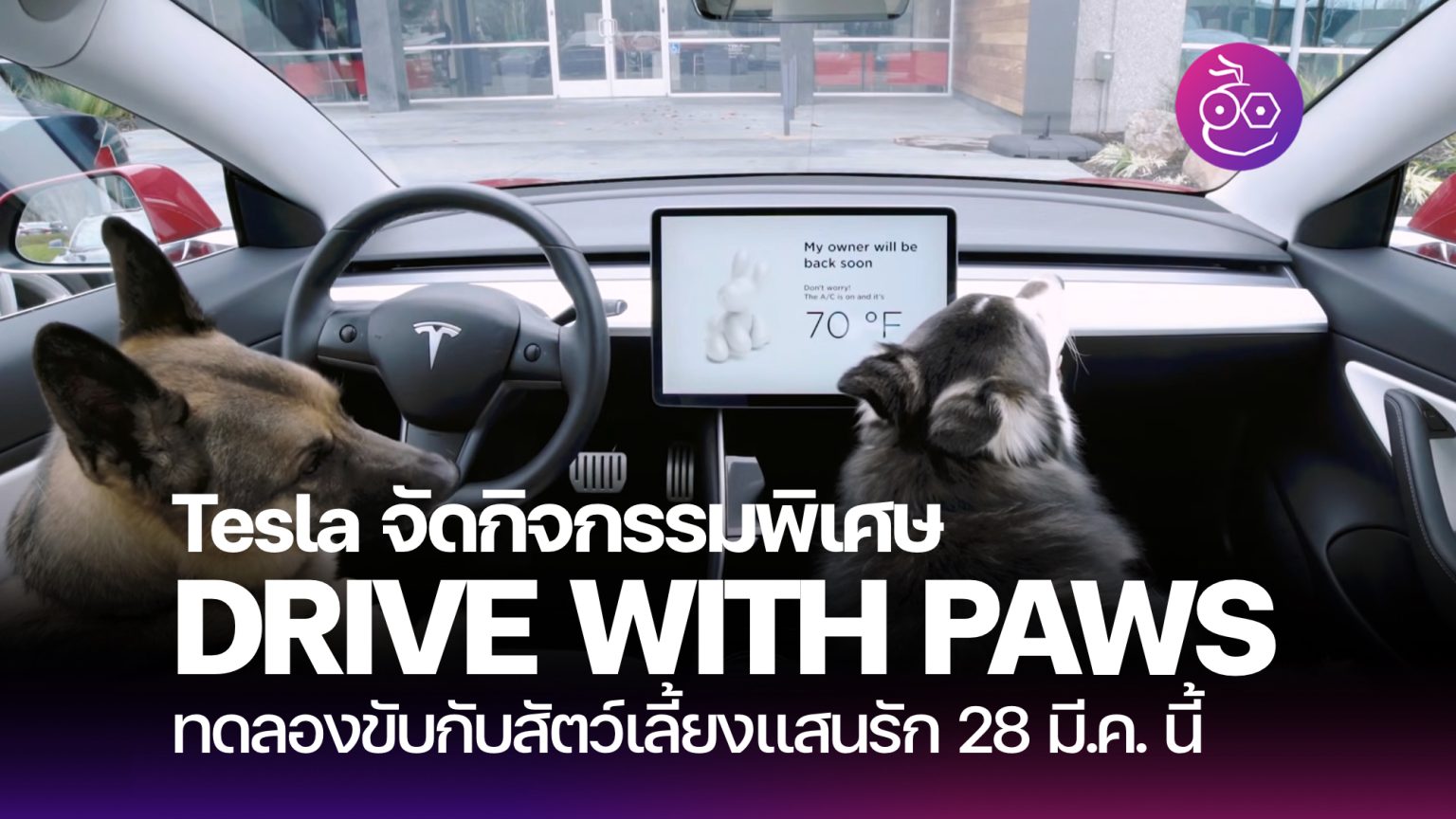 Tesla จัดกิจกรรมพิเศษ Tesla Pet Day: DRIVE WITH PAWS ทดลองขับกับสัตว์ ...